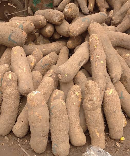 Tubers of Yam | DRISA FARMDEPOT & AGRIC SOLUTIONS