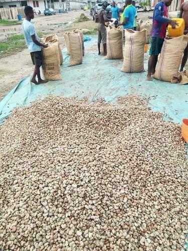 Raw Cashew Nut | DRISA FARMDEPOT & AGRIC SOLUTIONS