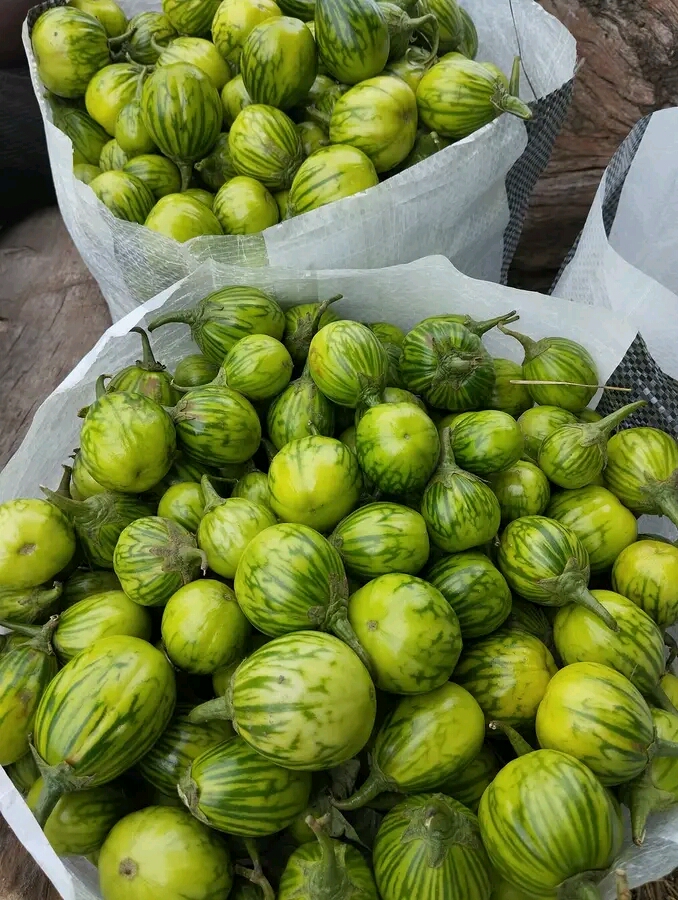 Garden Egg (Egg Plant) | DRISA FARMDEPOT & AGRIC SOLUTIONS