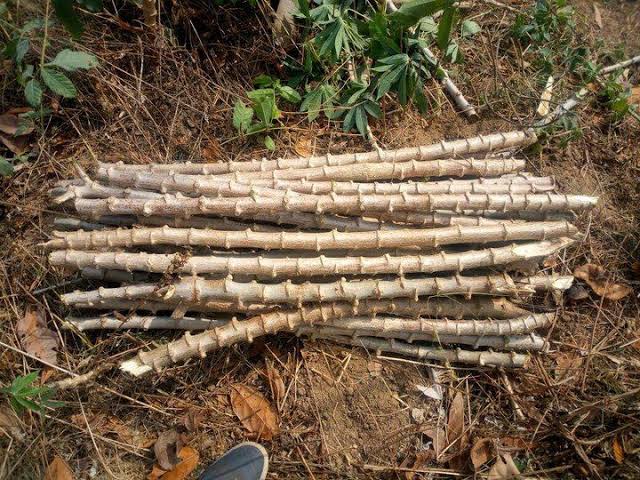 Cassava Stick (Stem) | DRISA FARMDEPOT & AGRIC SOLUTIONS