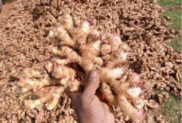 Ginger | DRISA FARMDEPOT & AGRIC SOLUTIONS