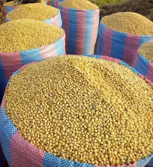 Quality Soya Beans | DRISA FARMDEPOT & AGRIC SOLUTIONS